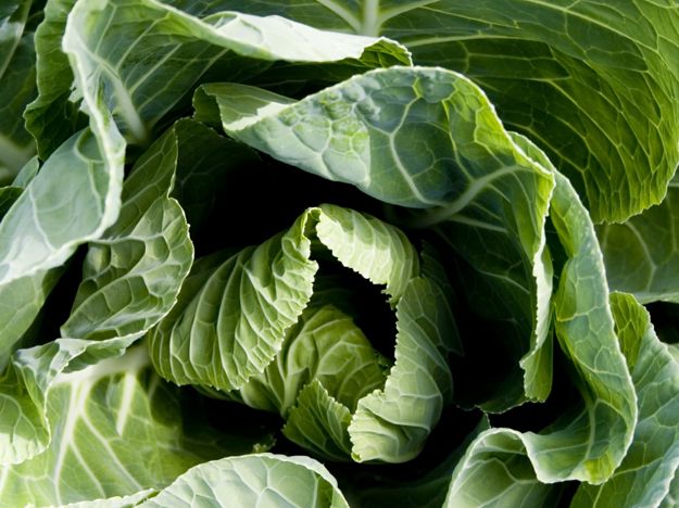 Crop Report | Seasonal Fresh Produce Insights | Fresh Direct