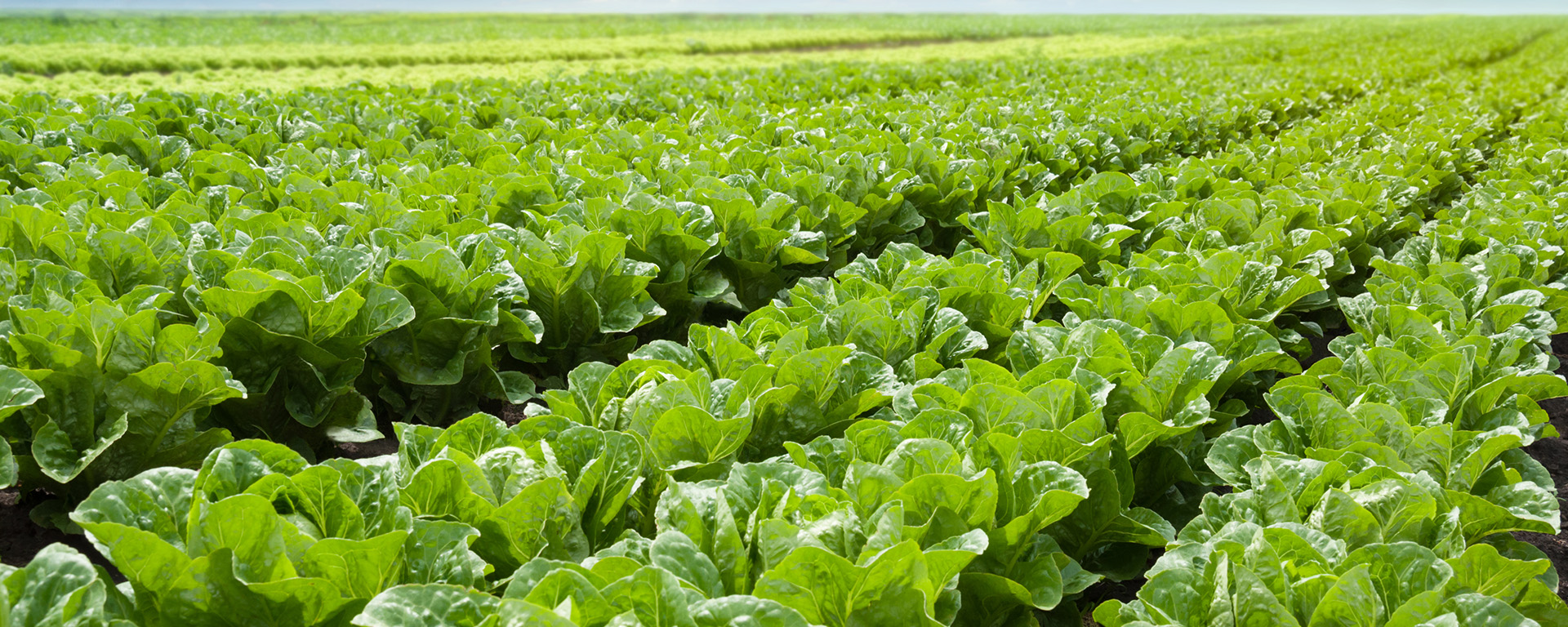 Our Fresh Food Range | Fresh Direct